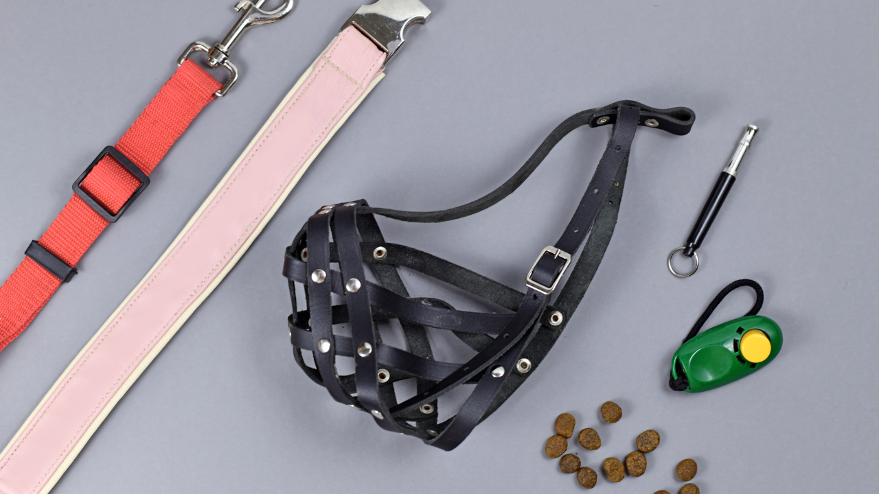 Quelles sont les 13 accessoires indispensables pour votre chien ? (2025)